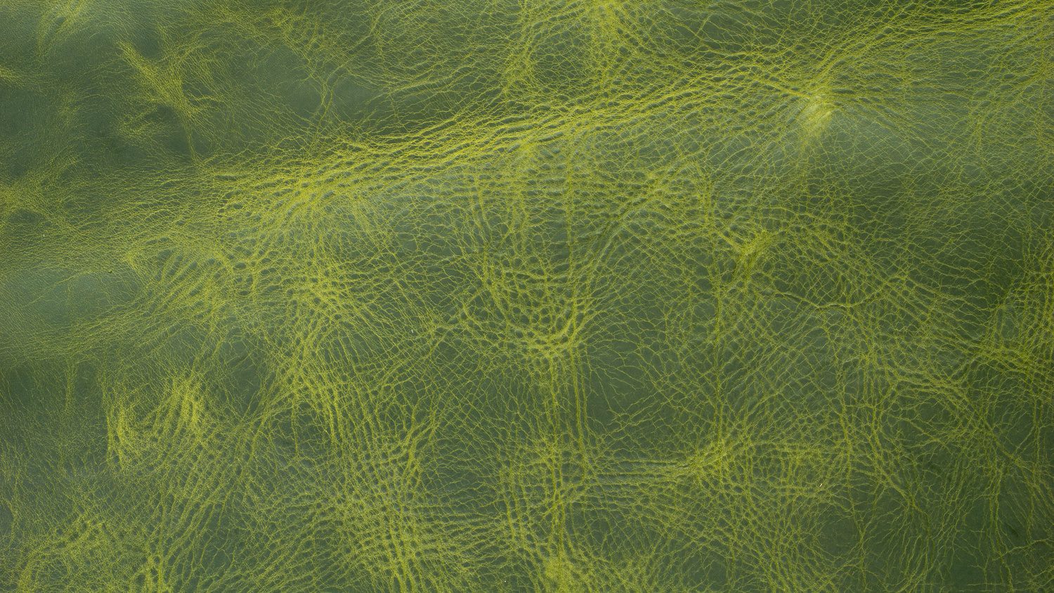 Storm - Forest - Alma